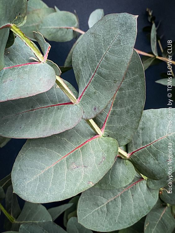 Eucalyptus Neglecta - der winterharte (bis -15C) „Omeo Gum“ (Neu und ...