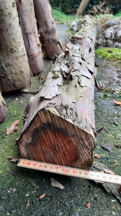 Eibe Eibenholz Eibenstamm Holz drechseln | Kaufen auf Ricardo