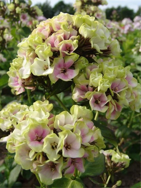 10x Phlox Neon Sherbet Blend Paniculata - Wurzelnackt (Neu und ...