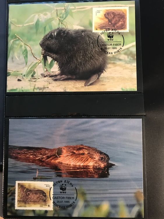 Belarus/Weissrussland 1995 WWF Satz Biber Maximumkarten | Kaufen auf ...