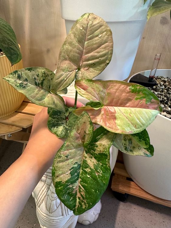 Syngonium Confetti Tricolor Gr. M | Kaufen auf Ricardo