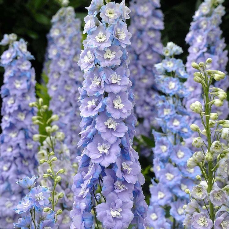 50 Samen Delphinium CAMELIARD Blume | Kaufen auf Ricardo