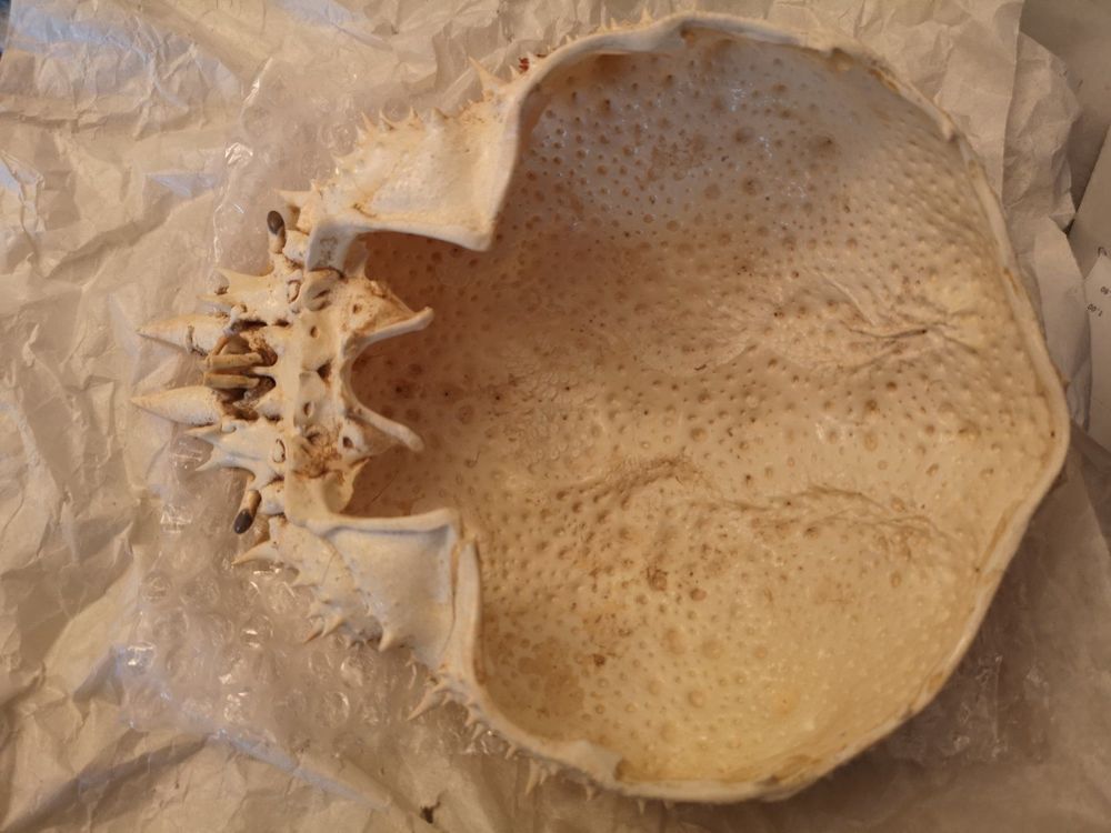 grosser Krebs Panzer mit Randzacken Krabbe sehr dekorativ (Gebraucht ...