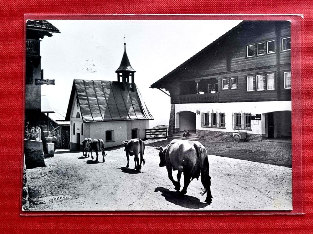 Andiast (GR) - Post - Kühe in der Dorfstrasse - 1971 (Gebraucht) in ...