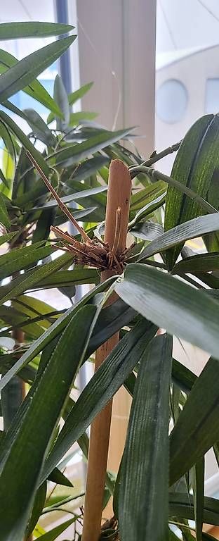 Plante fausse bambou env. 1m60 (D'occasion) à Granges-Paccot pour CHF ...