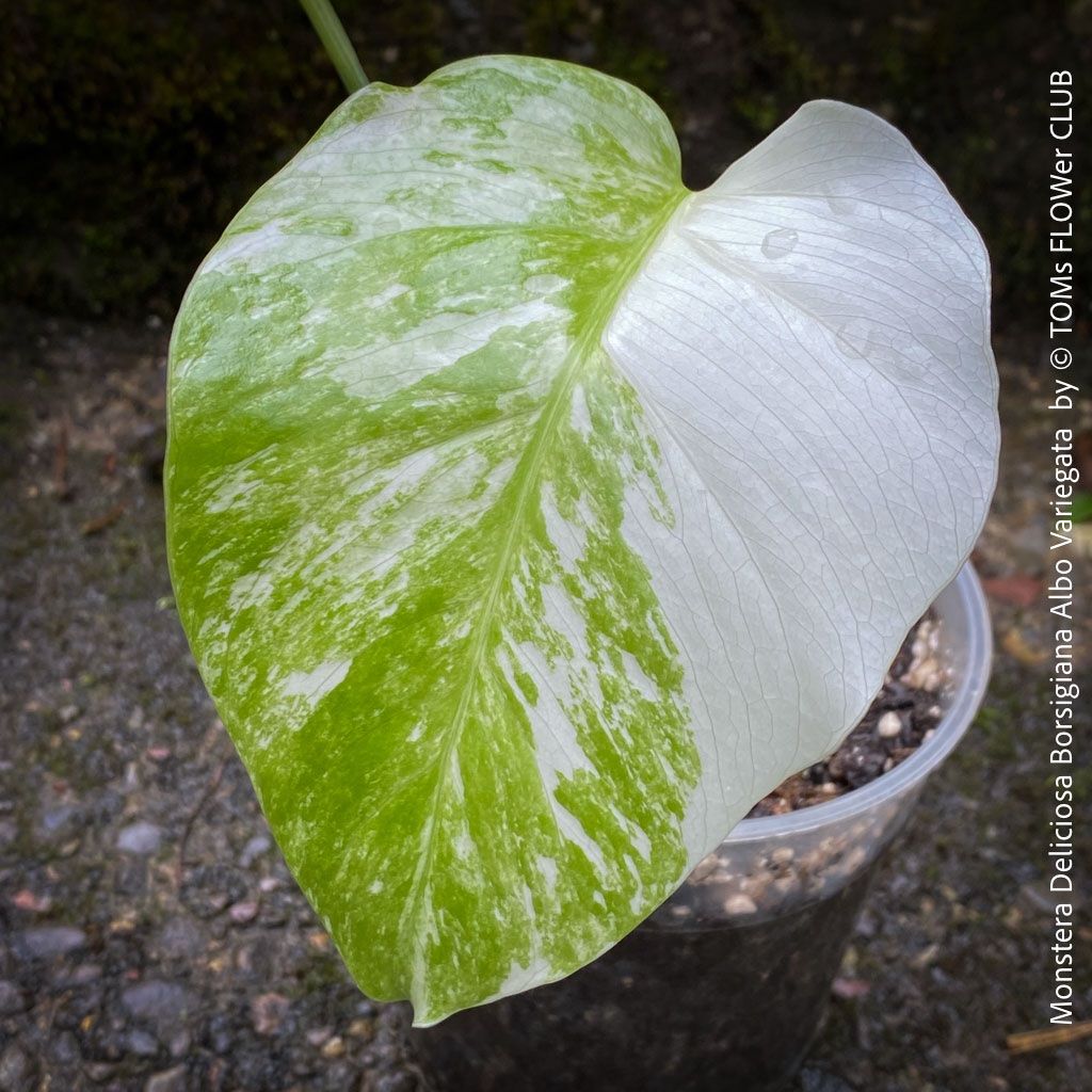 Monstera Deliciosa Variegata Samen