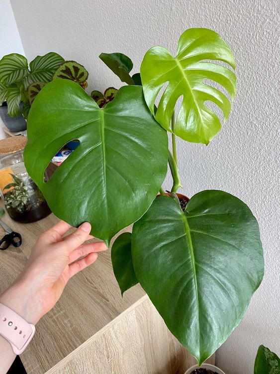 Klein Monstera Deliciosa (Neu (gemäss Beschreibung)) in für CHF 15 ...