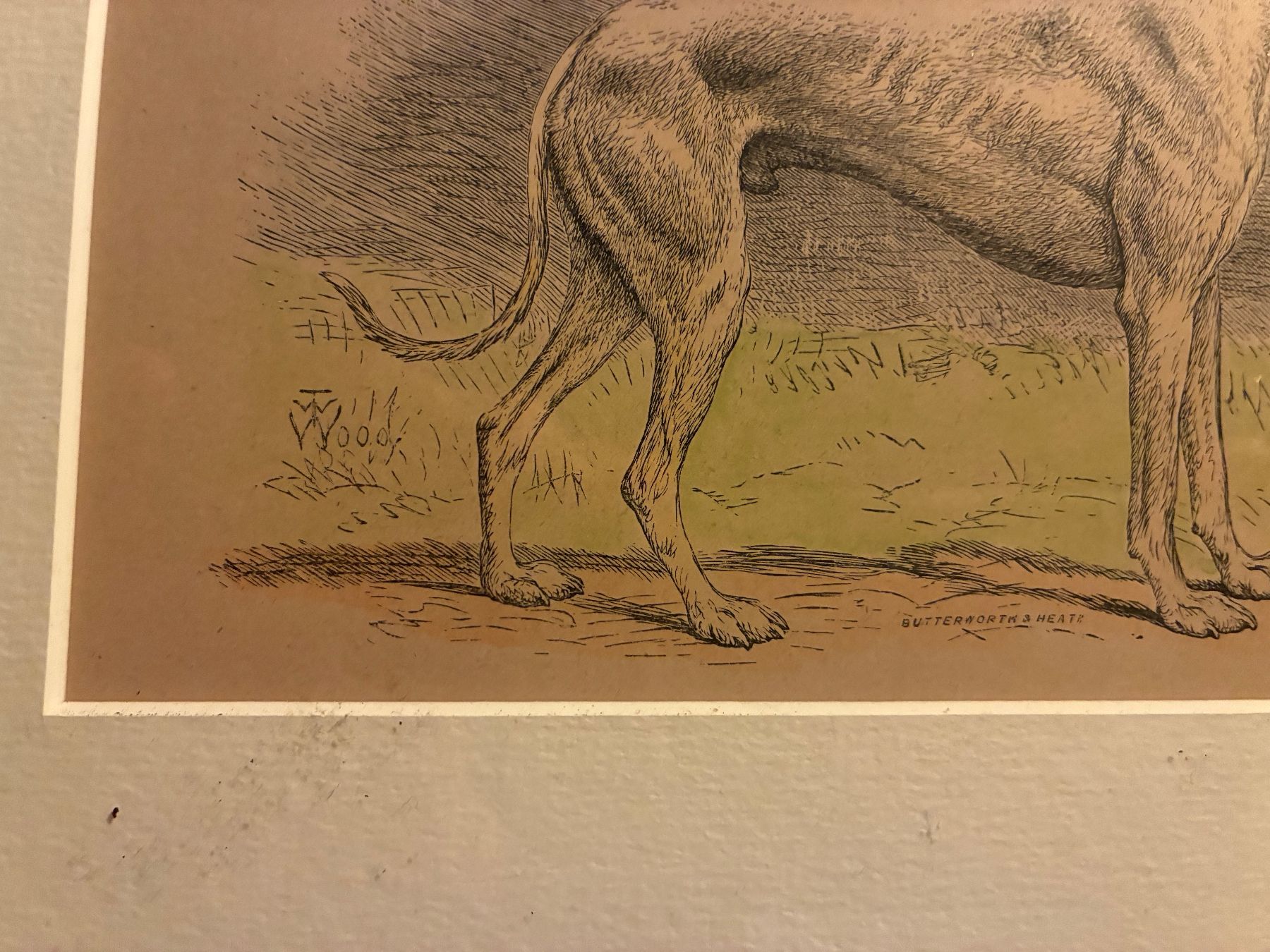 Ancienne gravure levrier Whippet (D'occasion) à Paudex pour CHF 24 ...