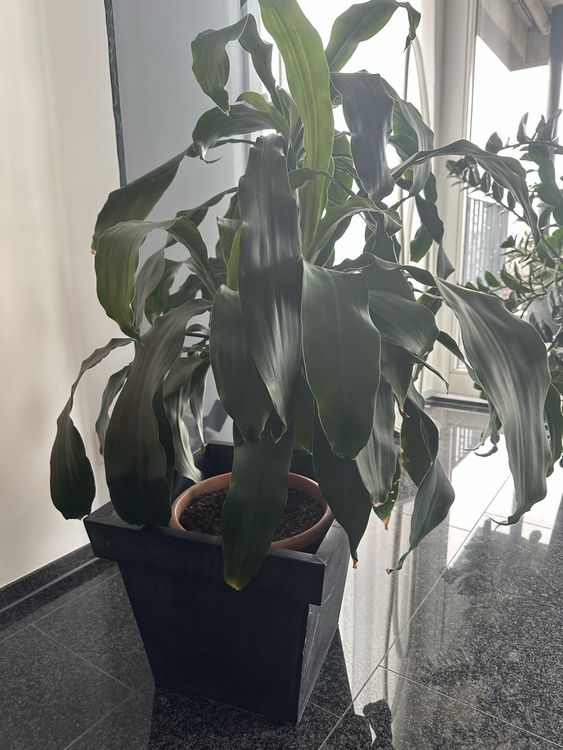 Grosse Zimmerpflanze Drachenbaum ca. 105 cm (Gebraucht) in Wettswil für CHF 49 – nur Abholung ...