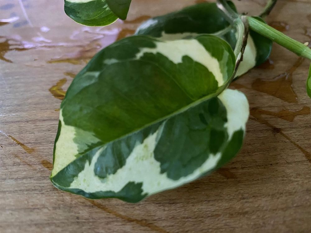 Efeutute Epipremnum pinnatum "N'Joy", bew. Steckling (Neu (gemäss ...