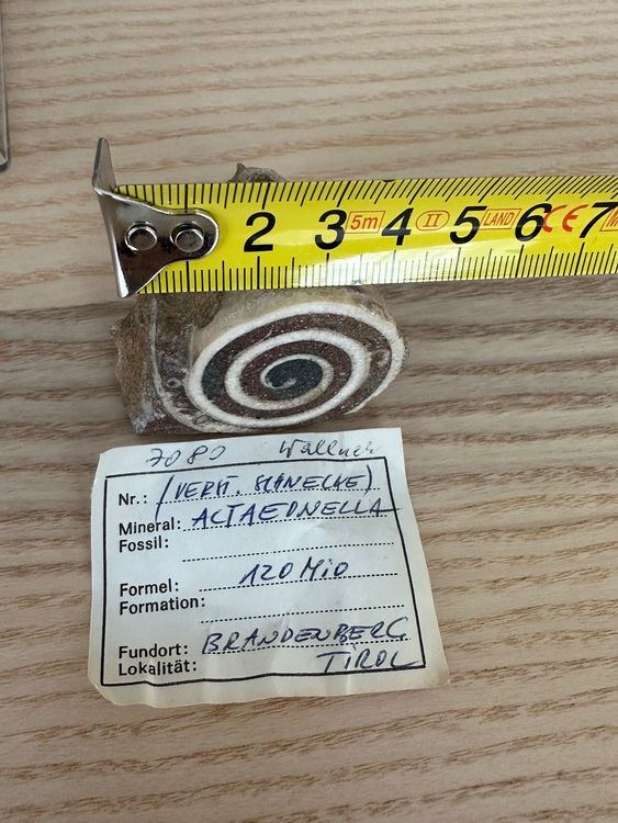 Versteinerte Schnecke / Actaeonella | Kaufen auf Ricardo