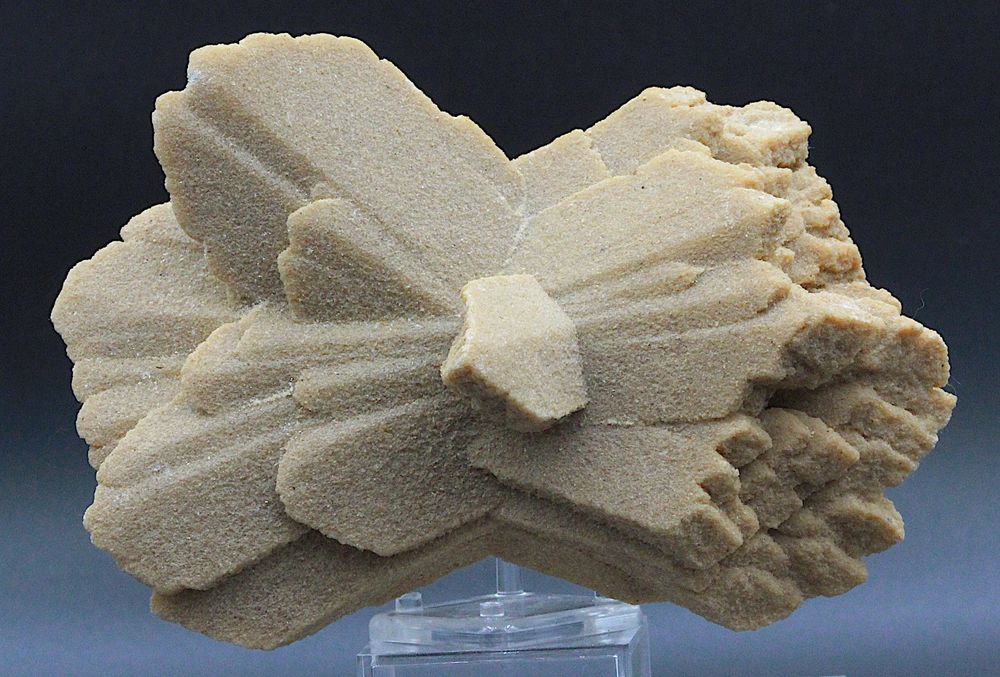 Hervorragende Sandrose (10 cm) | Kaufen auf Ricardo