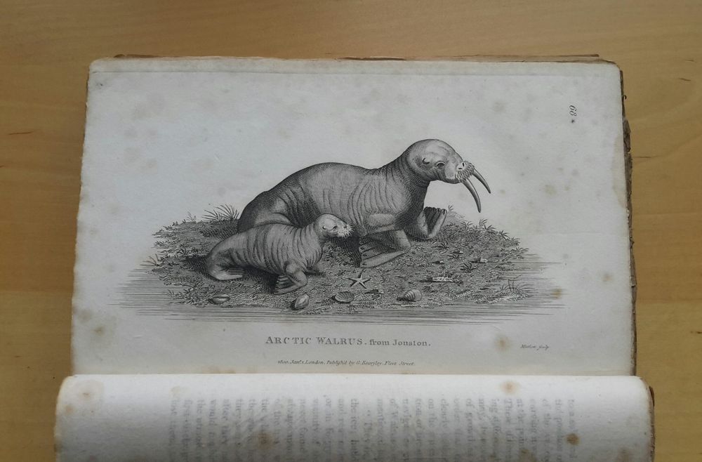General Zoology , George Shaw , Vol. 1 Part 1 , London 1800 | Kaufen ...