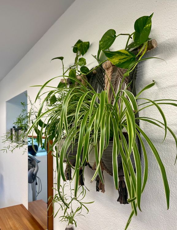 🌿 Makramee Pflanzenwand + 4 Zimmerpflanzen🌿 (Neu und originalverpackt) in Adliswil für CHF 149 ...