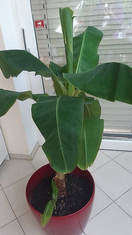 Bananenbaum 135cm hoch (OHNE TOPF) (Gebraucht) in Thun für CHF 10 – nur ...