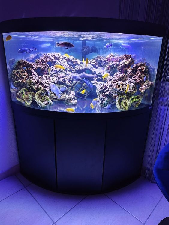 Aquarium Fluval 350L - Eckaquarium Set (Gebraucht) in Oberengstringen ...