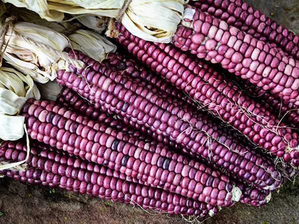 30 Samen RED MANDAN CLAY Ziermais (Neu (gemäss Beschreibung)) in ...