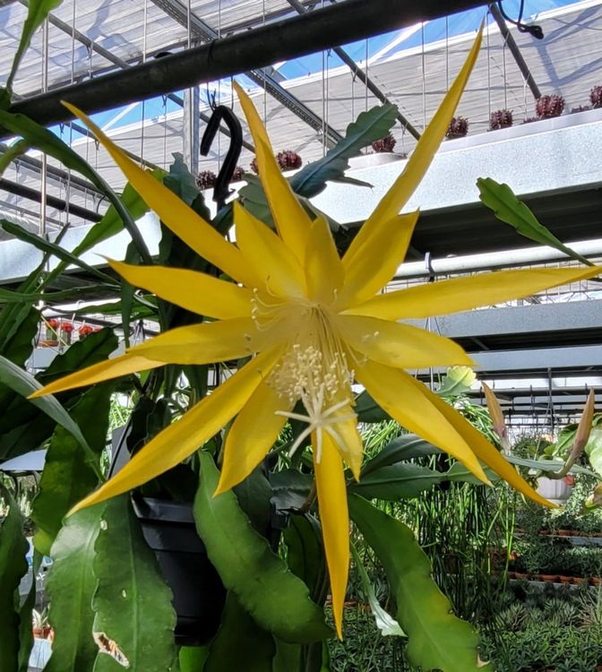 Epiphyllum Frühlingsgold Blattkaktus Gelb (Neu (gemäss Beschreibung ...