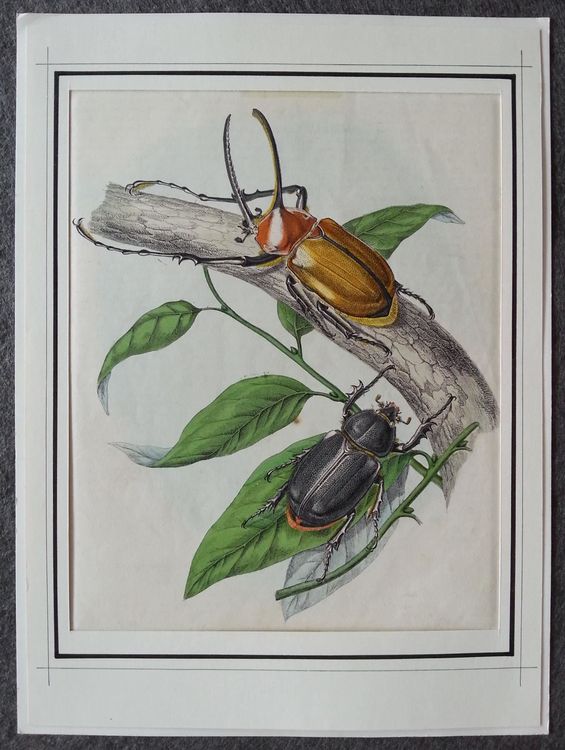 Kupferstich Käfer, koloriert, um 1840 (Gebraucht) in Oberriet SG für CHF 19 – mit Lieferung auf ...