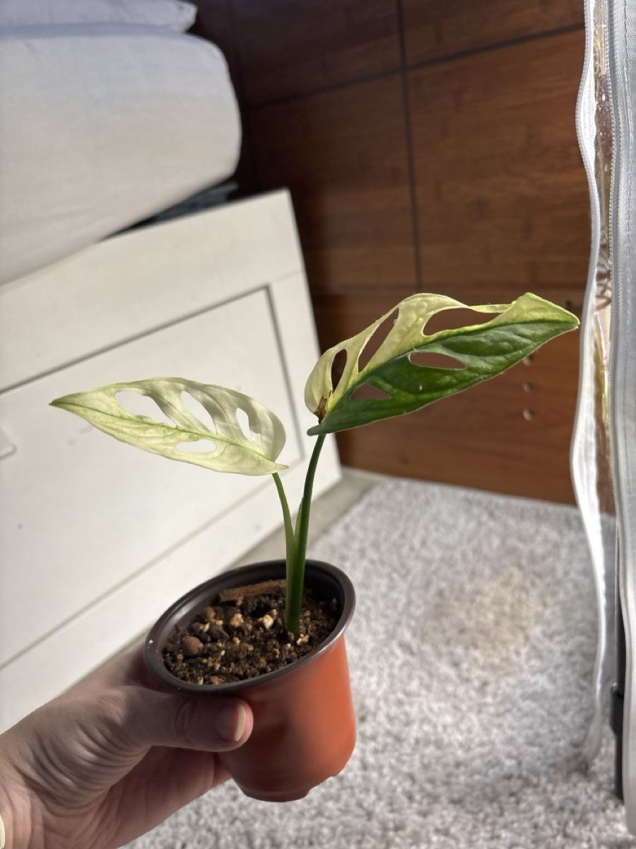 Monstera Adansonii Albo Variegata (Neu (gemäss Beschreibung)) in Basel ...