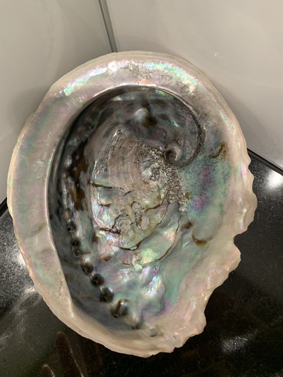Abalone Schale Muschel 14 cm (Gebraucht) in Zug für CHF 18 – mit ...