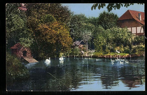 AK Zofingen, Trottenweiher mit Schwänen (Gebraucht) in Berlin für CHF 7 ...