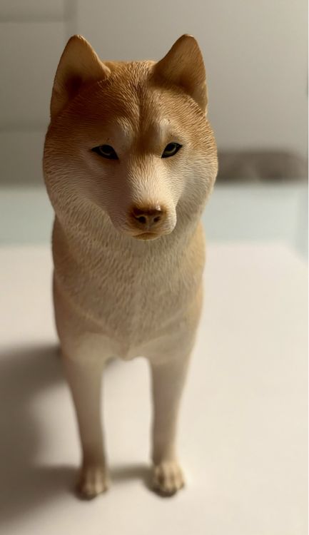 Hund Figur 1:6 scale Husky (Neu (gemäss Beschreibung)) in Bern für CHF ...