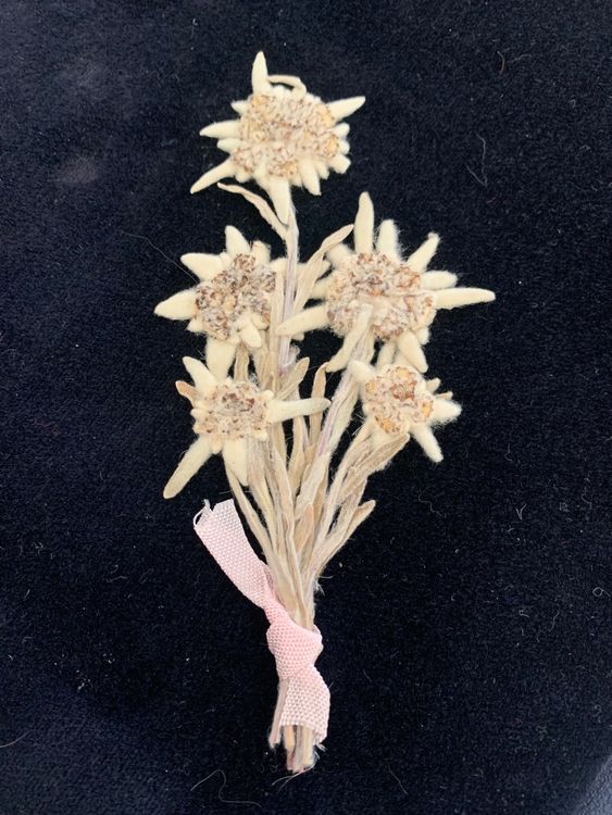 Edelweiss séché | Kaufen auf Ricardo