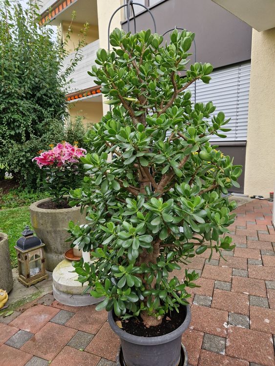 Grosser Geldbaum, Crassula ovata, Pfennigbaum 140 cm Hoch (Gebraucht ...