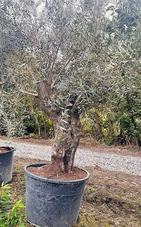Olivenbaum "Indiv IV" winterhart (Neu (gemäss Beschreibung)) in Zuckenriet für CHF 580 – nur ...