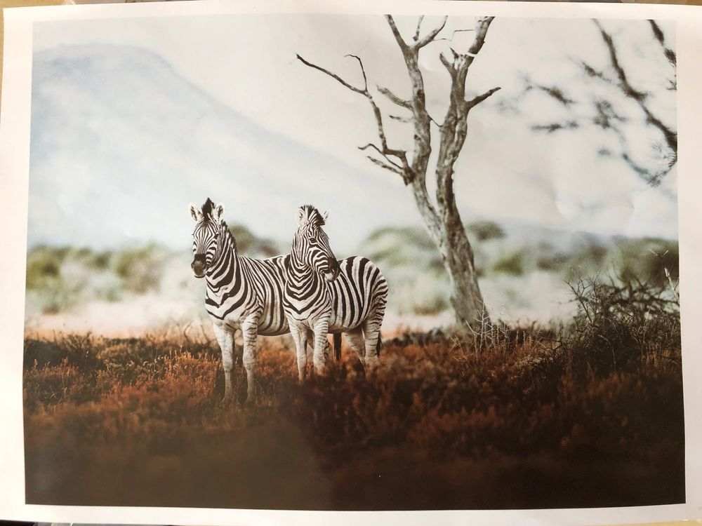 Photographer's Collection / Puzzle 1000 Teile (Neu und originalverpackt ...