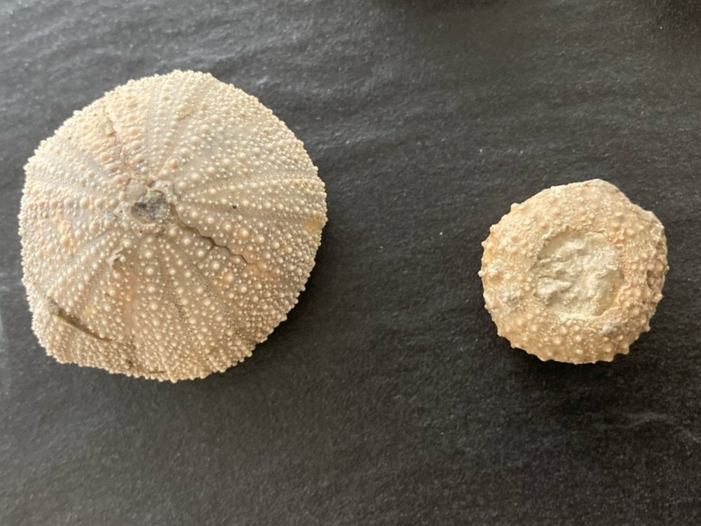 Fünf fossile Seeigel Fossilien Versteinerung | Kaufen auf Ricardo