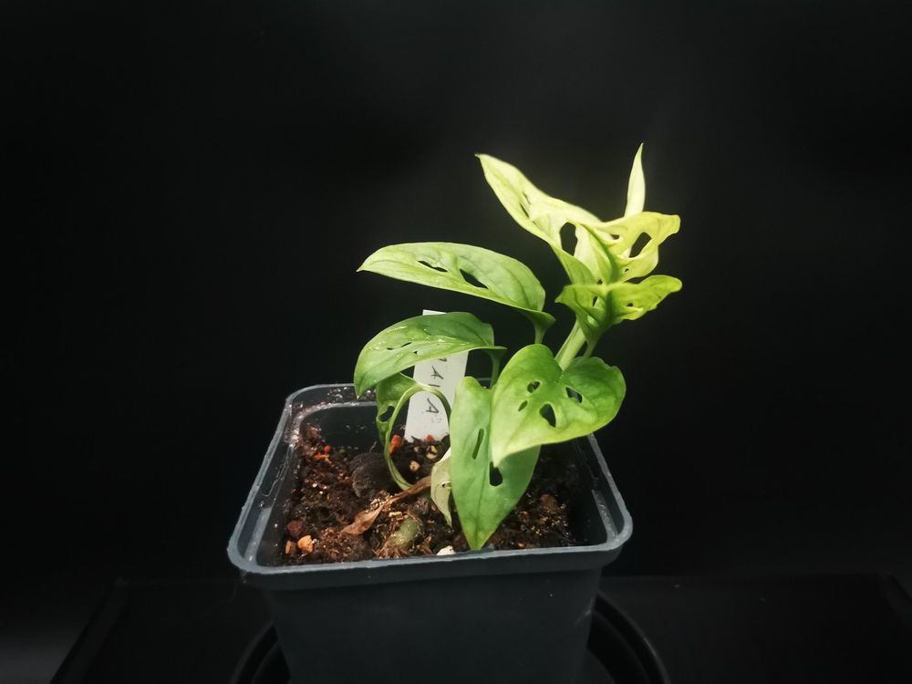 Monstera adansonii archipelago (swedish ghost) (Gebraucht) in Grüningen ...