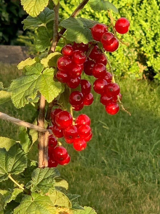 Johannisbeere ROVADA spät Beeren-Strauch Gartenpflanze | Kaufen auf Ricardo