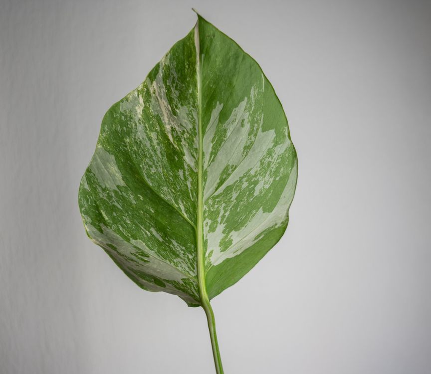Monstera deliciosa albo variegata Stammsteckling A4 (Gebraucht) in Zürich für CHF 26 – nur ...