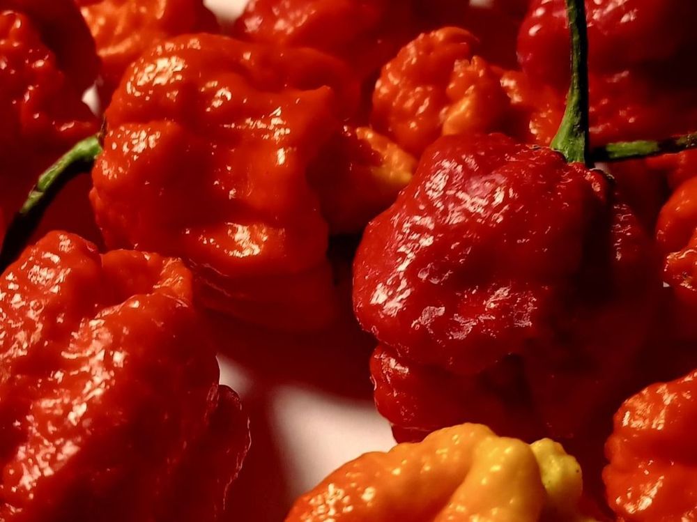 RARISSIMO!!! 🌶🌶🌶 30 Samen HOT 🔥 Paprika CAROLINA REAPER (Neu und ...