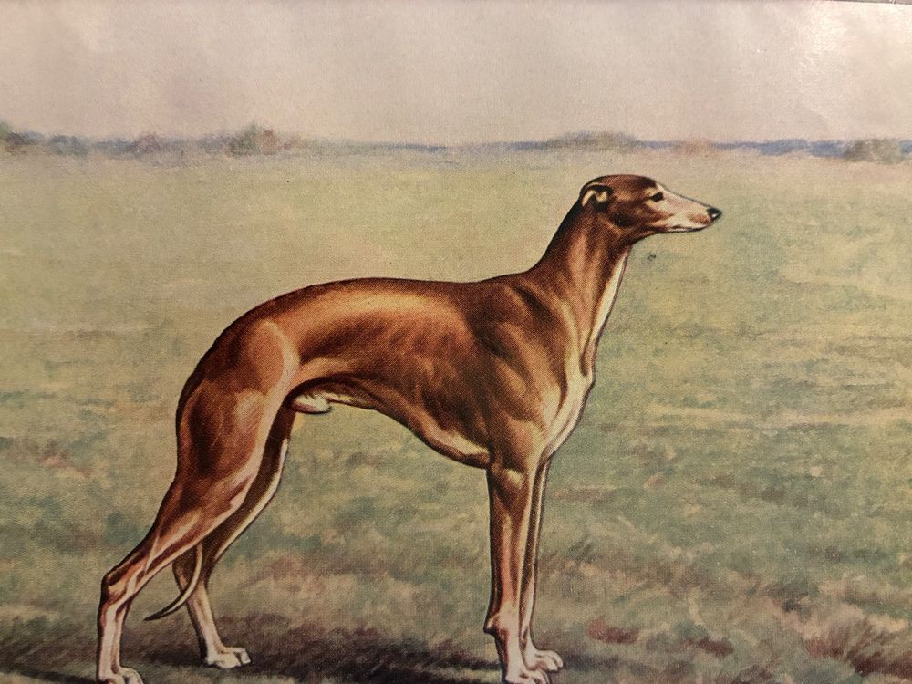 Ancien tableau levrier Whippet (D'occasion) à Paudex pour CHF 20 – avec ...
