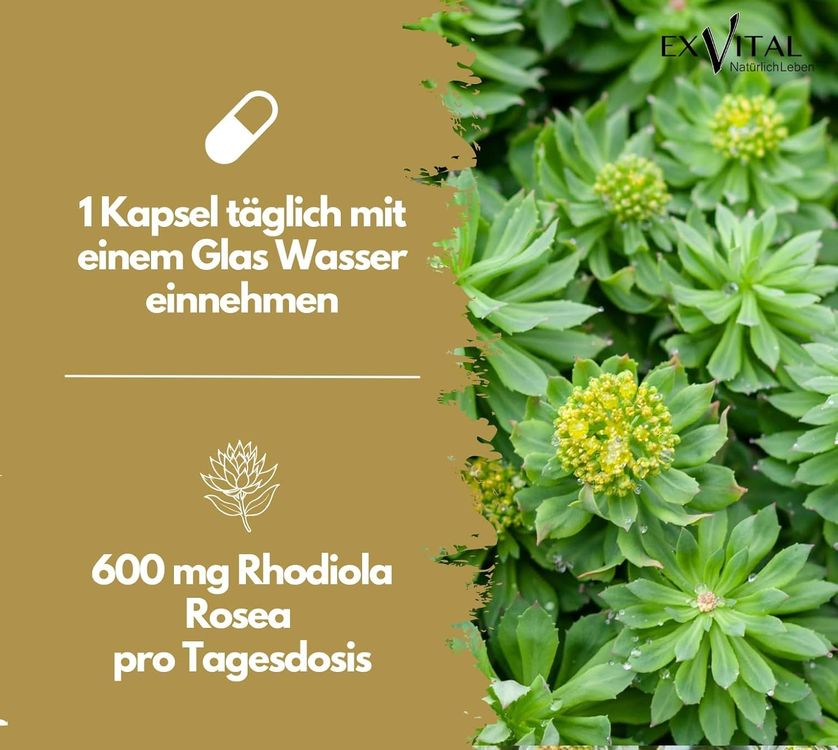 Rhodiola Rosea 600 mg – EXVital® 180 vegane Kapseln (Neu und ...