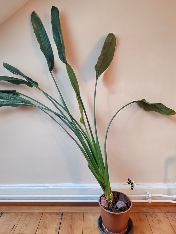 Grosse Paradiesvogelblume / Strelitzie Zimmerpflanze | Kaufen auf Ricardo