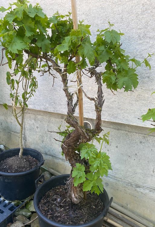 Bonsai Wein Weinstock Trauben Weintrauben Blumen Pflanze (Gebraucht) in ...