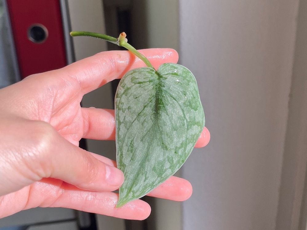 Rare Scindapsus Silver Cloud | Kaufen auf Ricardo