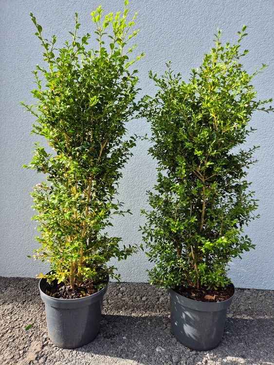 BUCHS (Neu und originalverpackt) in Jona für CHF 5 – mit Lieferung auf ...