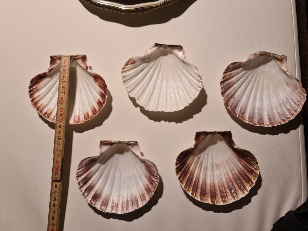 Muscheln, Muschel Teller, Dessert Teller, Eiscreme Schale (Gebraucht ...