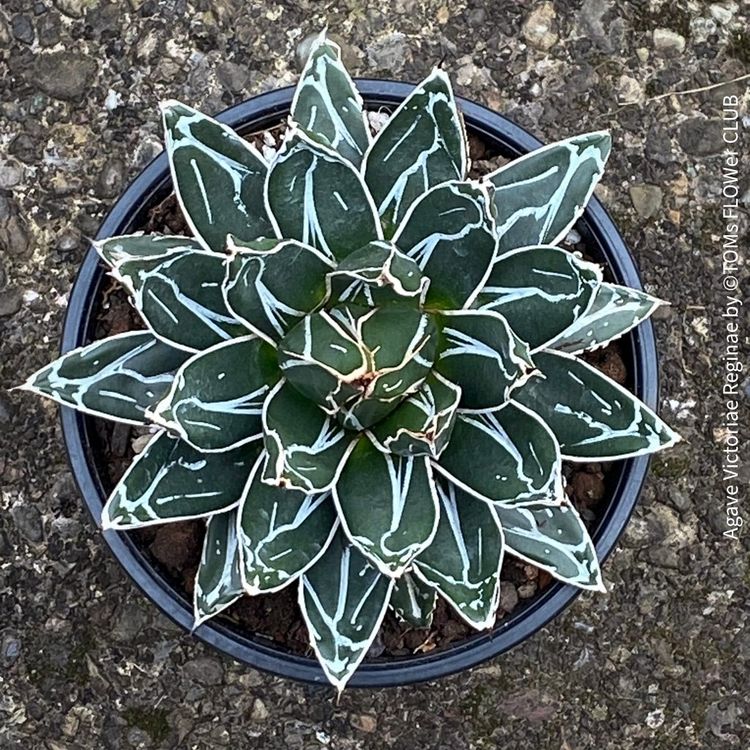 Agave Victoriae Reginae - "Königin" der Agaven (Neu und ...