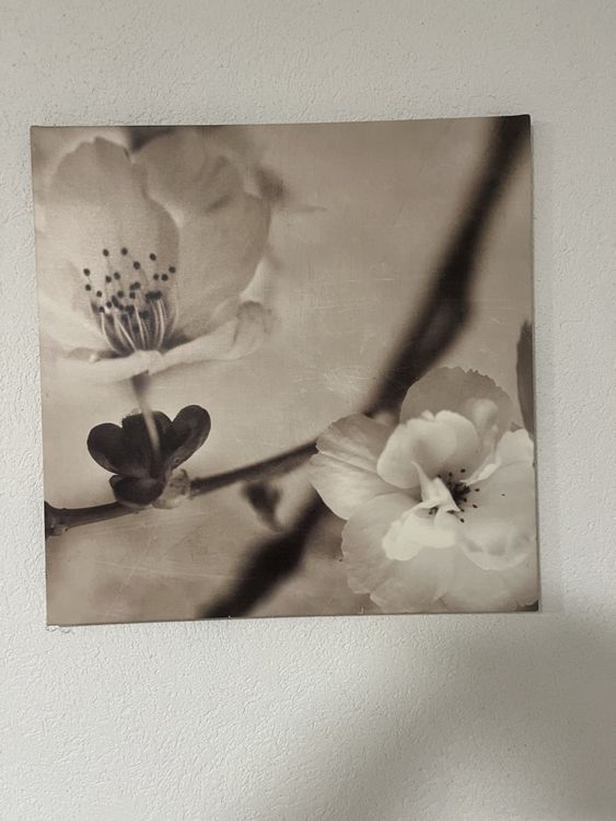 3er Set Leinwandbilder Kirschblüten 🌸 | Kaufen auf Ricardo