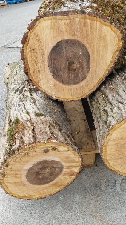 Nussbaum Nussholz Ast drechseln basteln (Neu (gemäss Beschreibung)) in ...