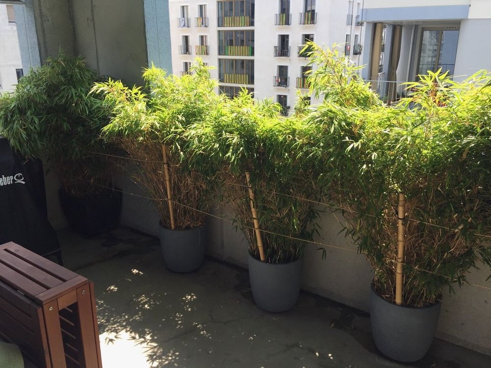 Bambus Fur Balkon