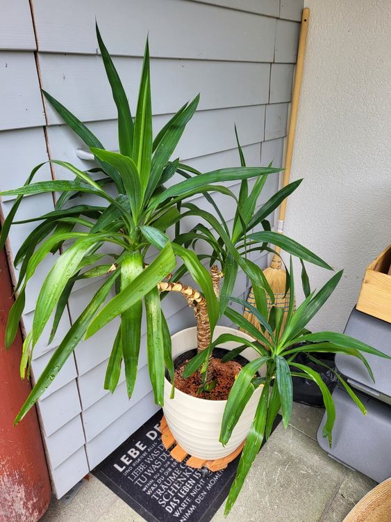 Jucka Palme inkl. Topf | Kaufen auf Ricardo