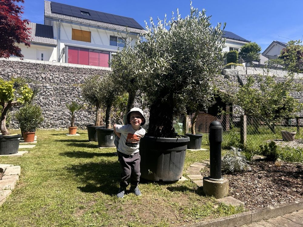 Olivenbaum knorrig, winterhart und uralt | Kaufen auf Ricardo