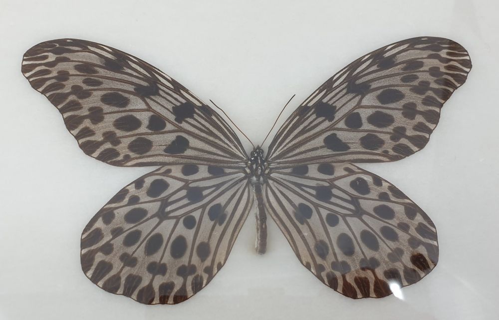 Grosser Schmetterling braun getupft (Gebraucht) in Emmen für CHF 35 ...